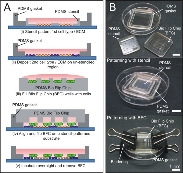 MTL Annual Report » Stencil-and-Flip Cell Patterning for Generation of ...
