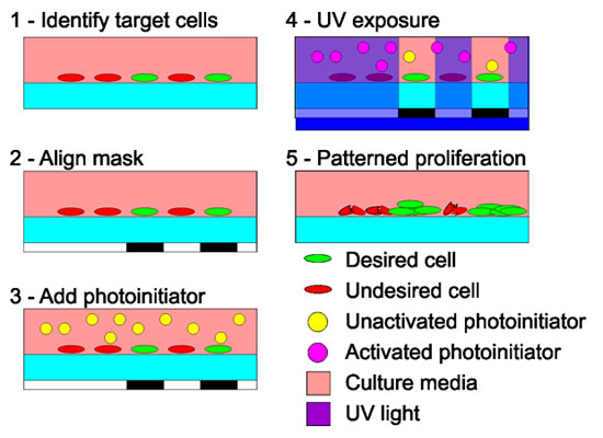 MTL Annual Report » Image-based Cell Sorting