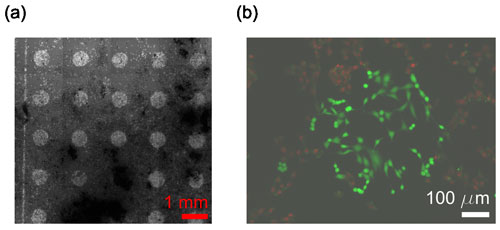 MTL Annual Report » Image-based Cell Sorting